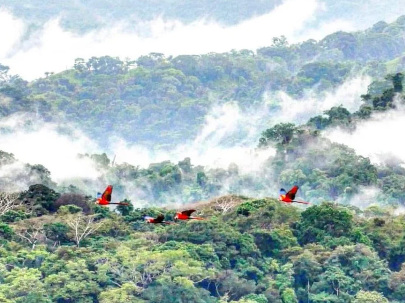 Carara National Park, Central Pacific, Puntarenas, Costa Rica - Fabplaces